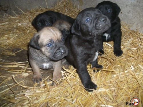 Cane Corso