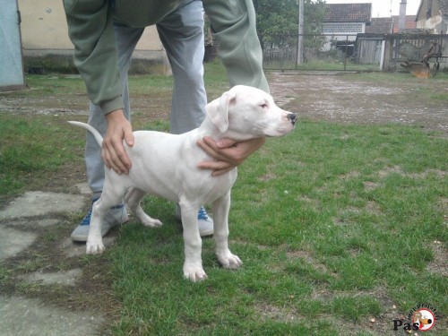 Dogo argentino