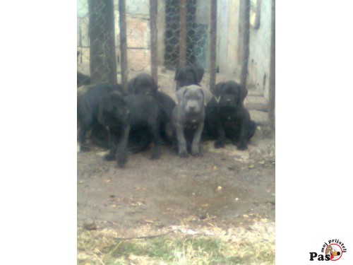 Cane Corso