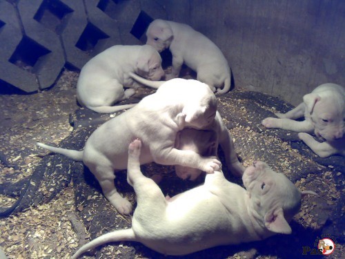 Dogo argentino