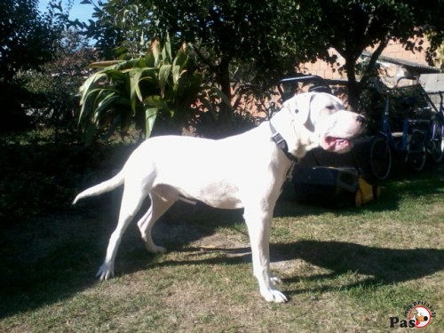 Dogo argentino