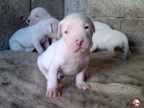 Dogo argentino