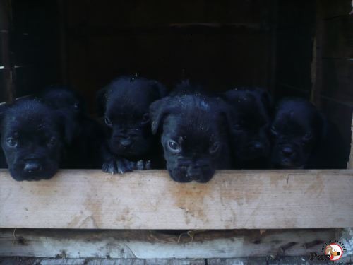 Cane Corso