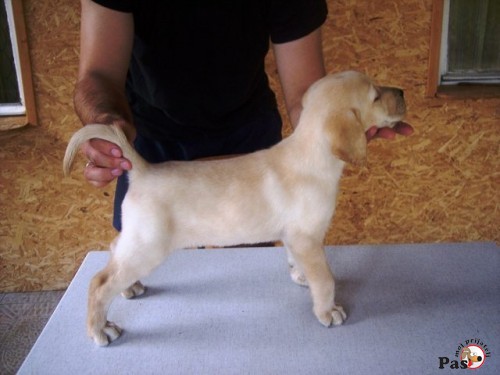 LABRADOR RETRIVER