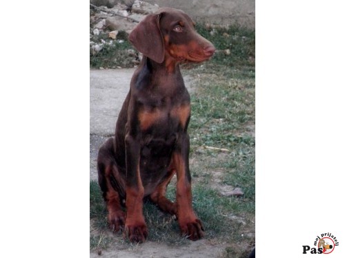 Doberman