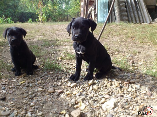 Cane Corso