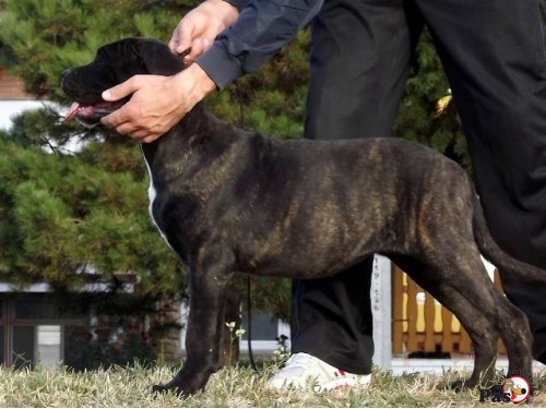 CANE CORSO