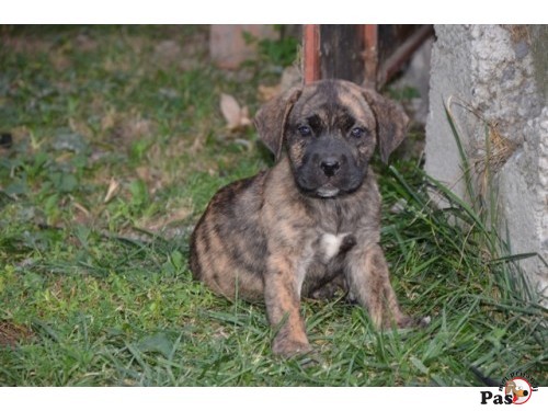 Cane Corso