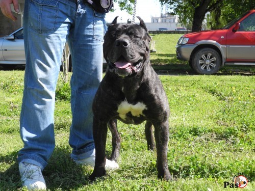 Presa de canario