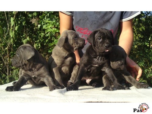 CANE CORSO