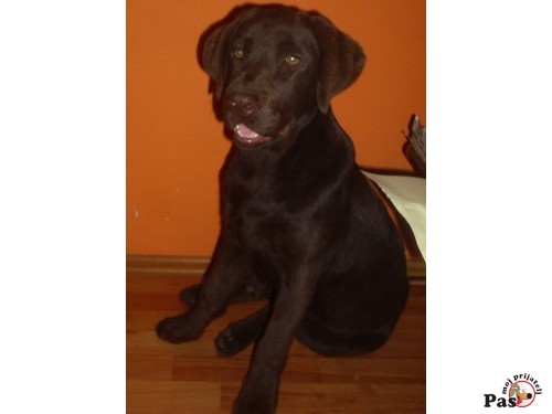 Labrador retriver