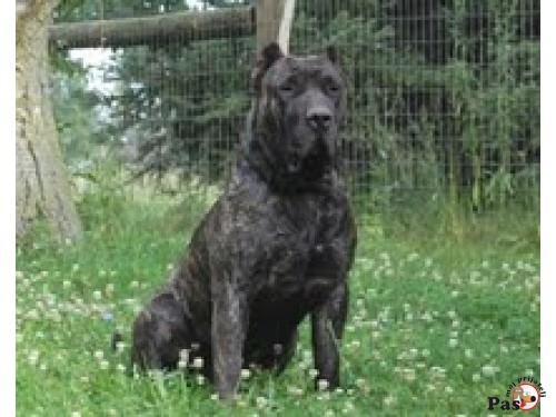 Presa de canario