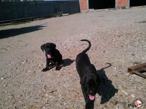 Cane Corso