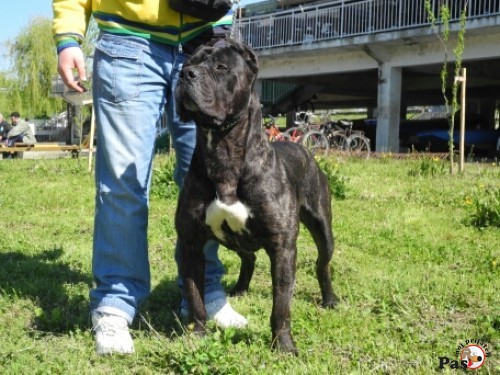 Presa de canario