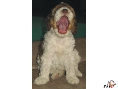 Lagotto romagnolo