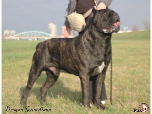 Cane Corso