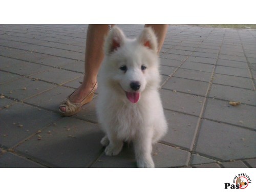 Samojed