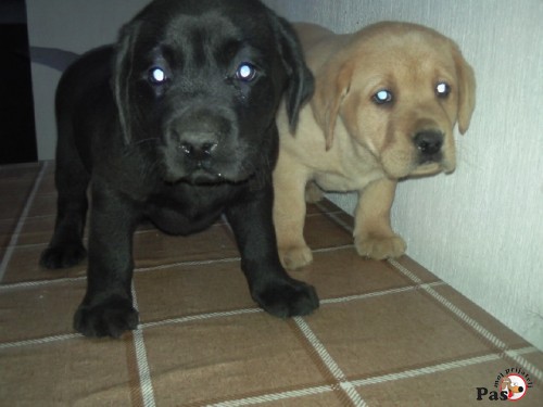 Labrador retriver