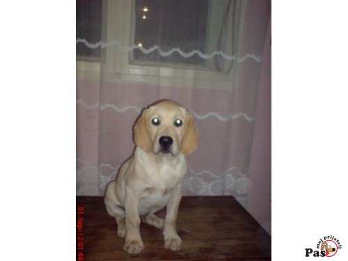 LABRADOR RETRIVER