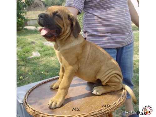 Cane Corso