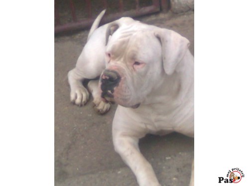 Američki buldog