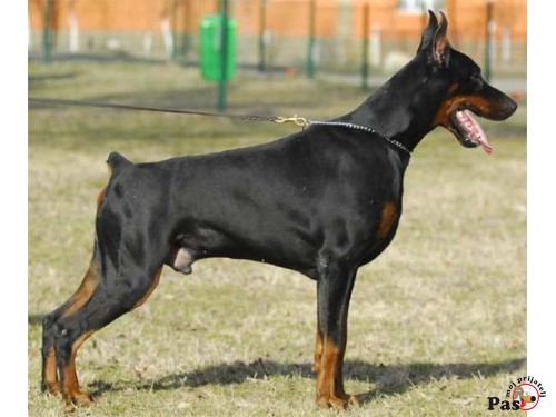 Doberman