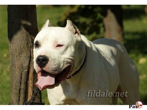 Dogo argentino