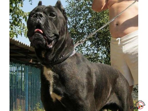 Cane Corso