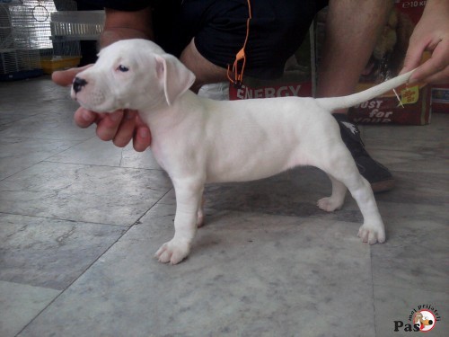 Dogo argentino