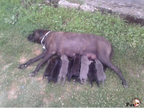 Cane Corso