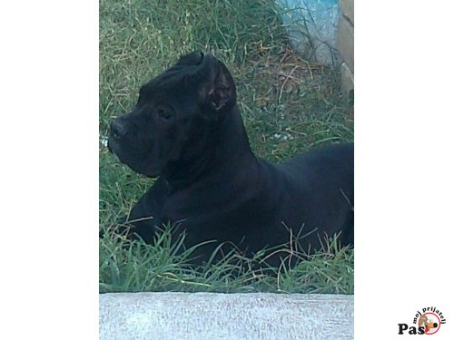 Cane Corso