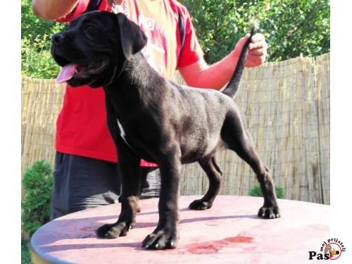 Cane Corso