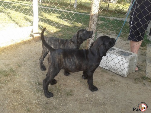 Presa de canario