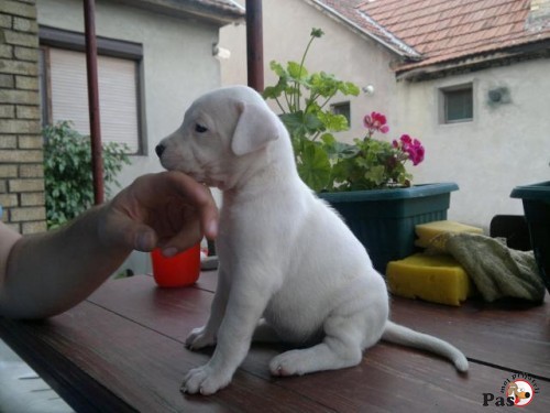 Dogo argentino