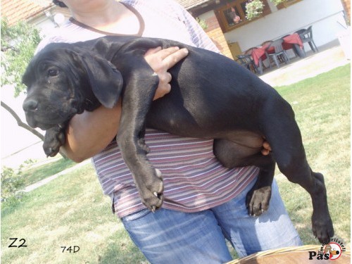 Cane Corso