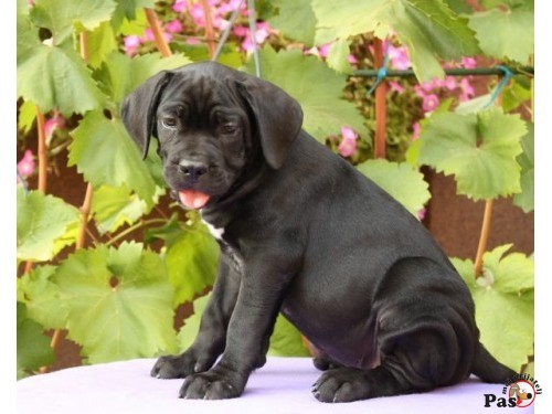 Cane Corso