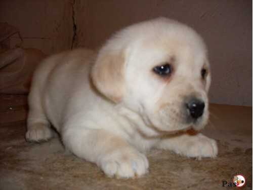 LABRADOR RETRIVER