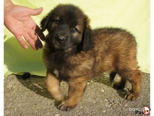 Leonberger