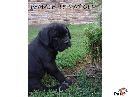 Cane Corso