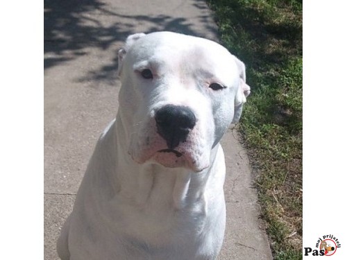 Dogo argentino