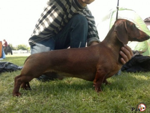 Jazavičar oštrodlaki - Dachshund