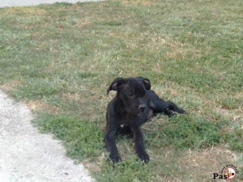 Cane Corso