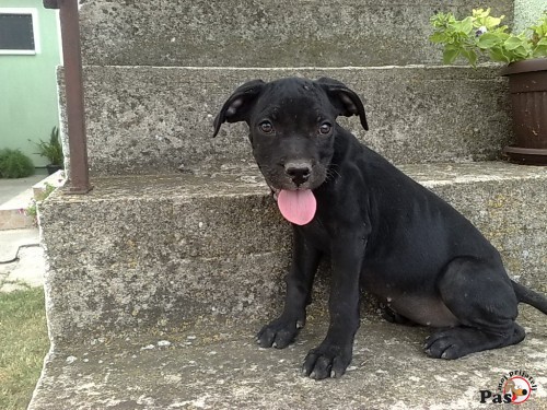 Cane Corso