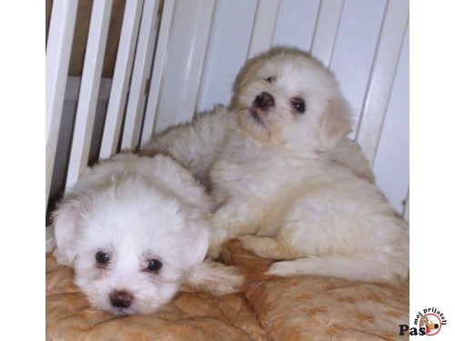 Coton de tulear - Tulearski pas