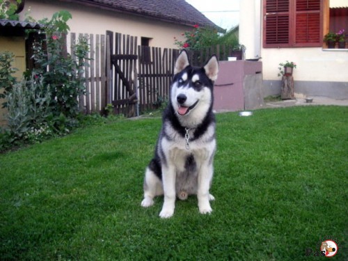 Sibirski haski