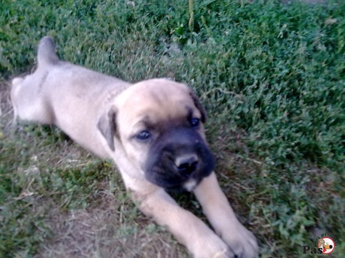CANE CORSO