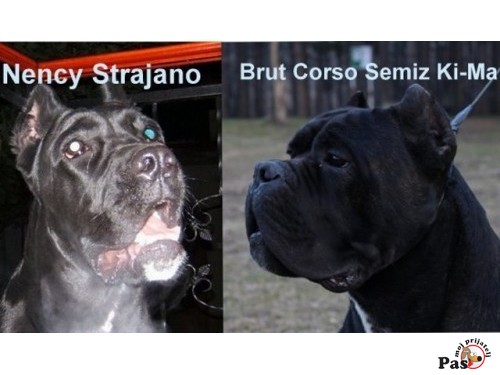 Cane Corso