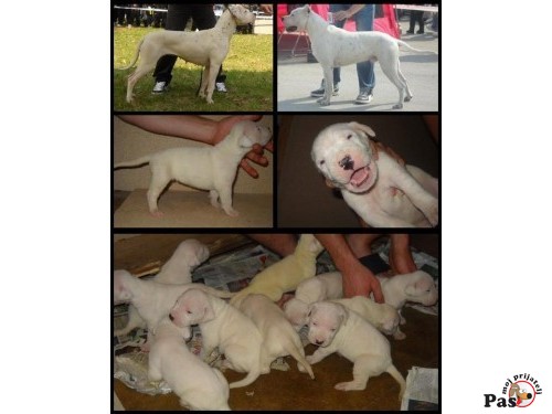 Dogo argentino