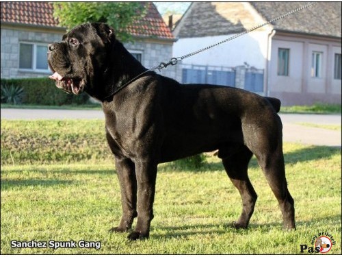 Cane Corso