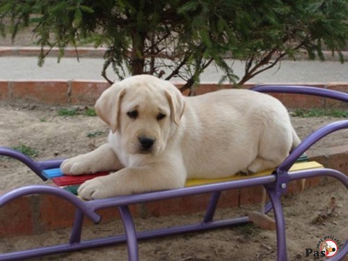 Labrador retriver